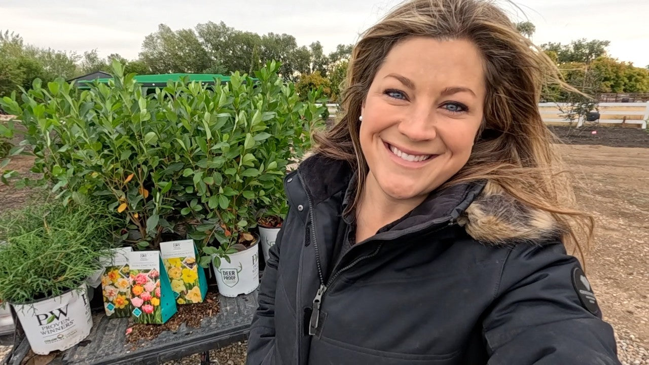 Windy Planting Day: Snowfire Aronia, Haywire Cypress & a Few Bulbs ...