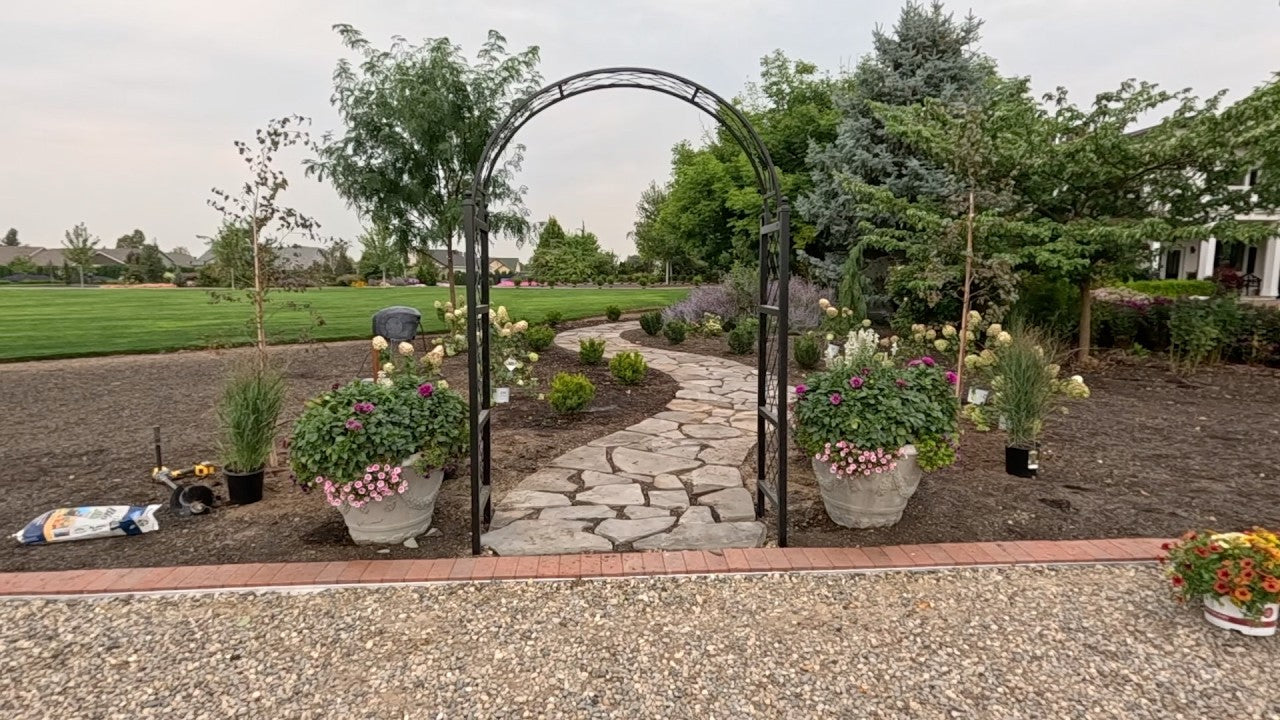 Planting Along the Front Pathway: Hydrangeas, Birch, Yews & Ornamental ...