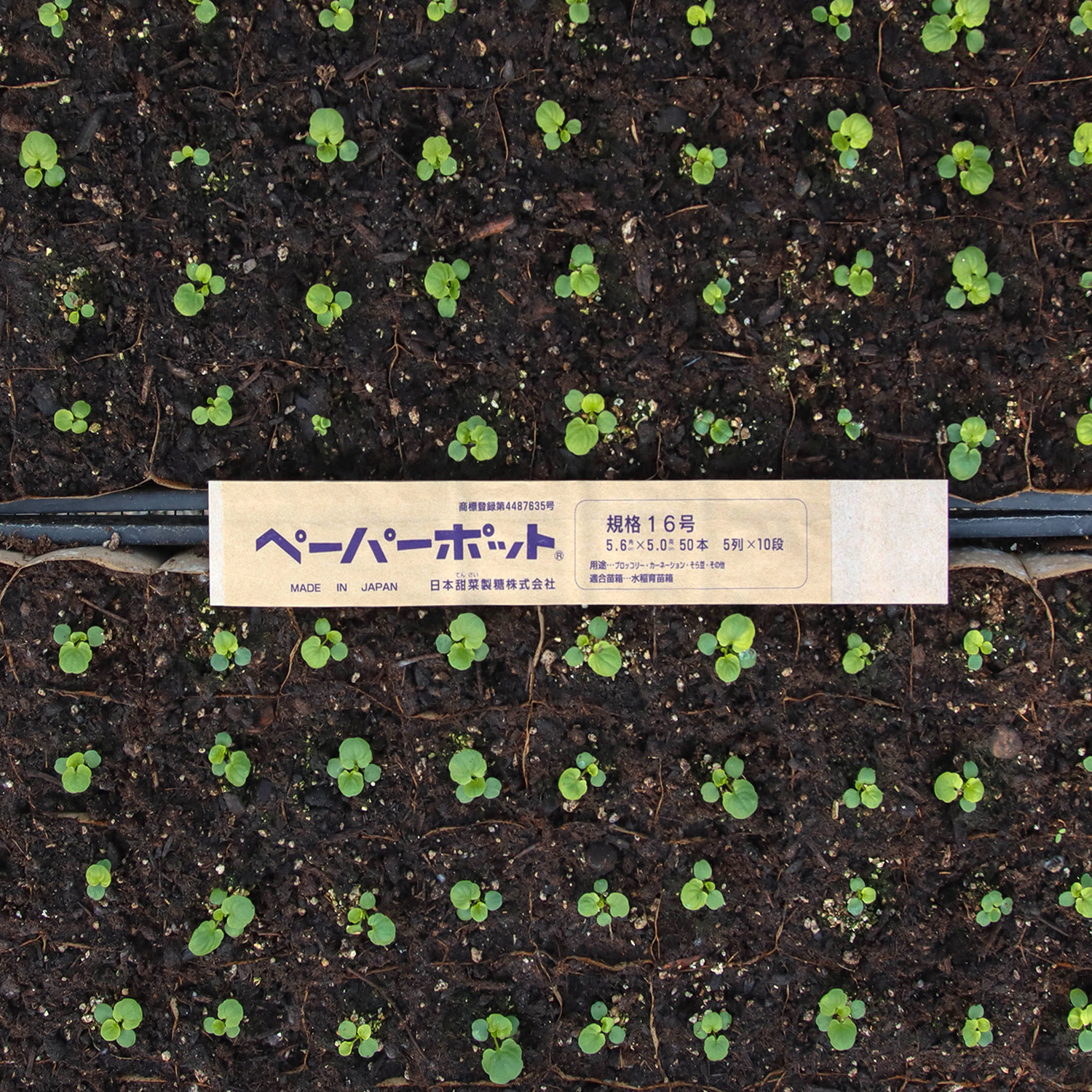 50 Cell Paper Pots (12x24") — Garden Answer