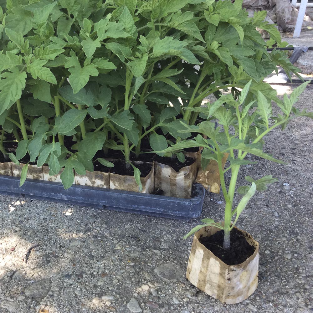 50 Cell Paper Pots (12x24") — Garden Answer